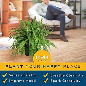Costa Farms Boston Fern Live Plant, Outdoors or Indoor Houseplant in Hanging Basket Planter, Ferns Soil Mix, Real Plants Gift, Housewarming, Patio, Balcony, Front Porch Decor, 1-2 Feet Tall and Wide