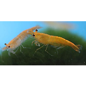 Family of 12 Mixed Color Live Freshwater Shrimp for Aquarium or Fish Tank