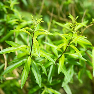 Lemon Verbena Live Plant 3 Inc Pot, Verbena Herbs Mint Vegetable Planting Ornaments Perennial Garden Simple to Grow Pots Gifts
