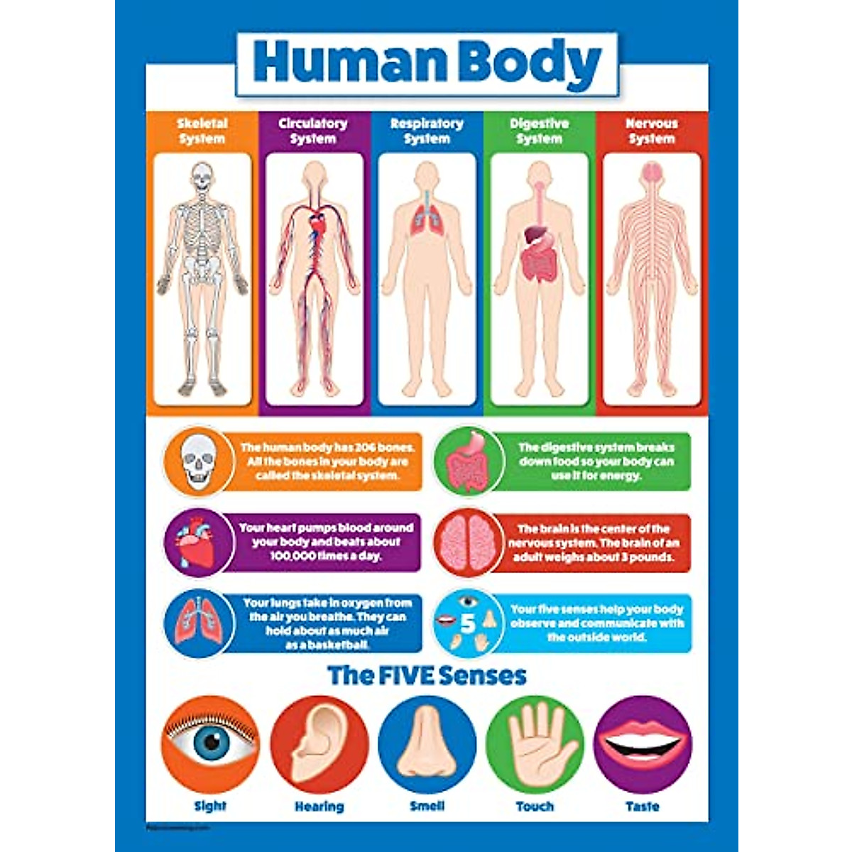 Palace Learning 3 Pack - Multiplication Tables Poster + Division + Human Body Chart for Kids (LAMINATED, 18" x 24")