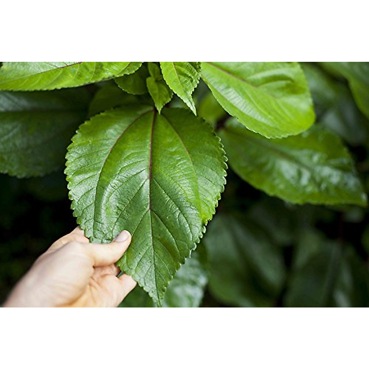 Mamaki Tea - **Mauifarmacy Grown**