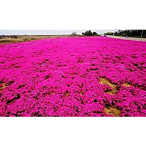 Seeds Of Strength Thyme Seeds - 2000 Mix Red Creeping Thymus Ground Cover Bulk for Planting Flower Home Garden