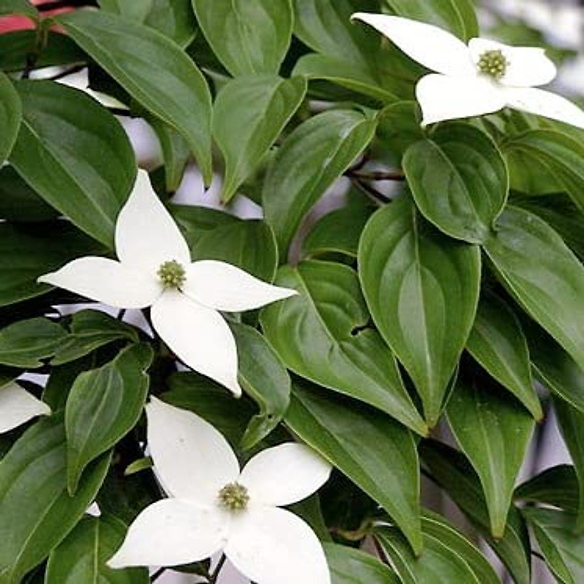 Elizabeth Lustgarten Flowering Weeping Dogwood - 2 Gallon Established Roots Potted Plant - Cornus kousa 'Elizabeth Lustgarten', Fast Growing Tree, Easy Care, Spring Flowers, Fall Colors-