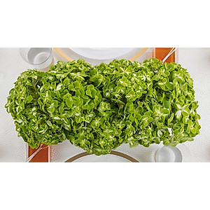 PLASTICPRO [30 Pack 6.3''] White Plastic Party Plates With Gold Garden Dseign Edge Collection Premium heavyweight Elegant Disposable Tableware Dishes