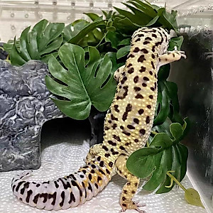 KERUIDENG Reptile Plants for Terrarium Decor,Amphibian Habitat Decor,Artificial Plants for Gecko Chameleon Snake Tortoise Tank Accessories with Base (Monstera deliciosa)