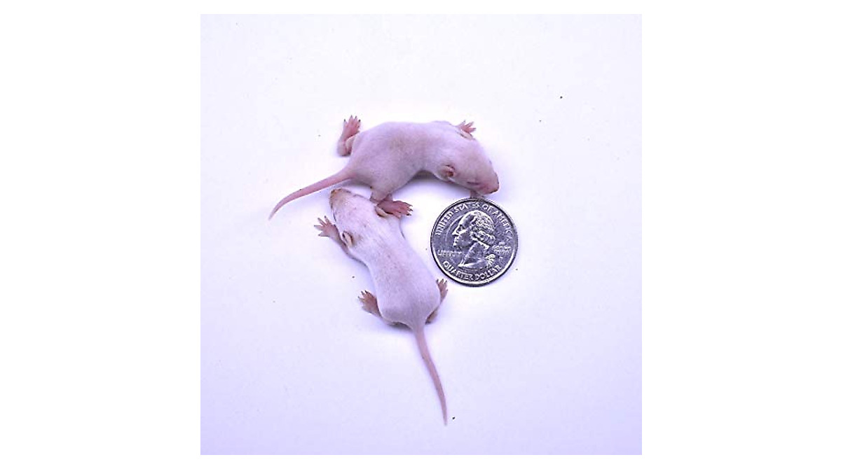 MiceDirect Frozen Small Fuzzie Mice for Snakes - 20 Pack