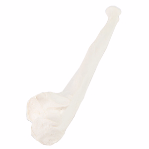 Axis Scientific Ulna Bone Model | Left | Cast from a Real Human Ulna Bone l Forearm Bone Model Has Realistic Texture and Important Bony Landmarks