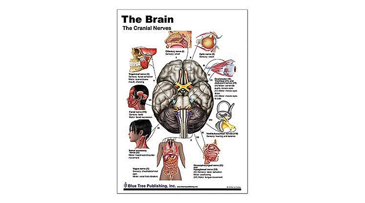 Brain Anatomical Chart - Double-Sided, Laminated & Dry Erase