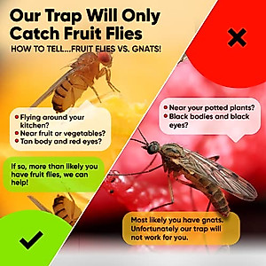 The Ultimate Fruit Fly Trap: Eco-Friendly, Reusable Indoor Kitchen Solution | Non-Toxic, Natural Bait Lure Effectively Catches & Kills Fruit Flies