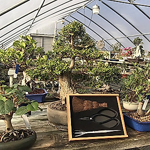 Tinyroots Tool Kit for Bonsai - 3 Piece Set Includes: Traditional Butterfly Shaped Bonsai Shears, Genuine Japanese Hemp Broom, Three Pronged Rake & Bamboo Storage Case + Bonsai Tools