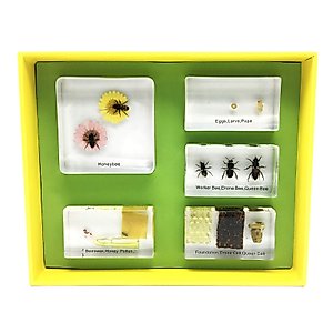 Lifecycle of a Honey Bee in Acrylic Block Science Classroom Specimens for Science Education
