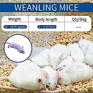 MiceDirect Frozen Weanling Mice Feeders Juvenile Ball Python Adult Corn (20 Count)