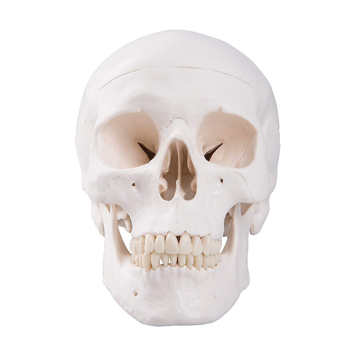 EUDDOO Human Skull Anatomical Model, Life Size Replica Adult Human Anatomy Head Model with Removable Skull Cap and Articulated Mandible, Labeled Diagram Poster Included