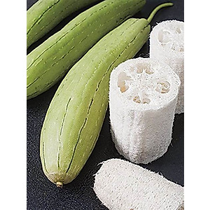 kitchenseeds (20) Asian Vegetable Edible Luffa Seeds , Long Smooth Sponge Gourd, Muop Huong