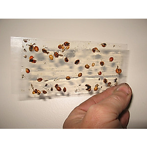 40 pk All Insect Traps/Strips/Glue Boards. Trap Flies, Bees, Wasps, Asian Beetles, etc.