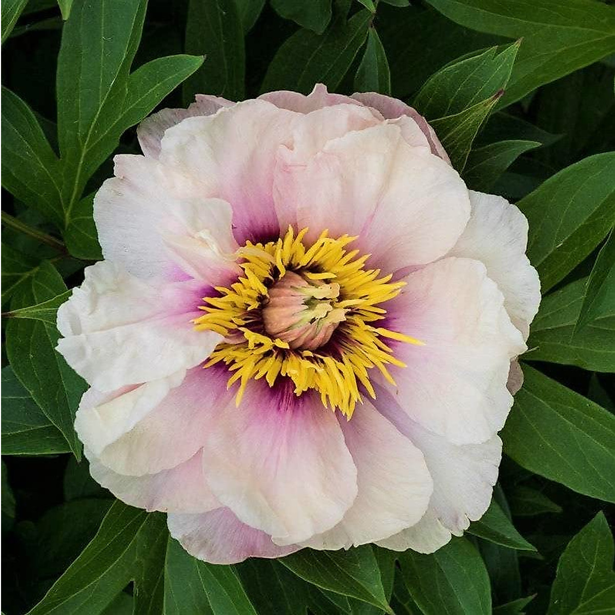 Itoh Peony Roots - Collection - 9 Roots - Mixed Flower Bulbs, Root Attracts Bees, Attracts Butterflies, Attracts Pollinators, Easy to Grow & Maintain, Fragrant, Container Garden