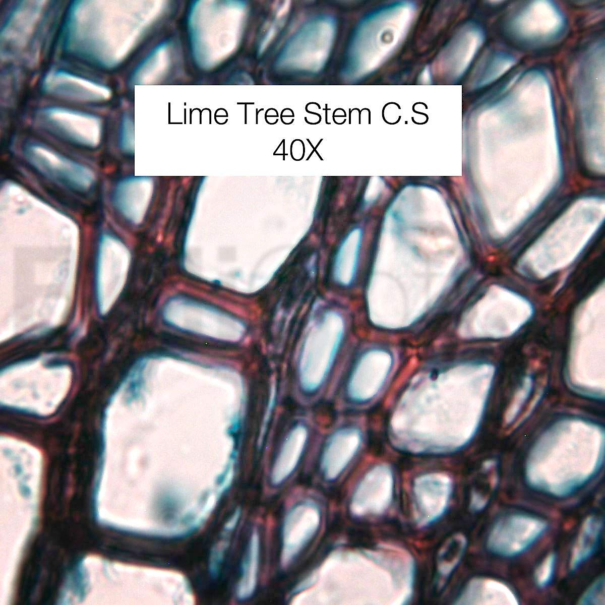 BoliOptics 25 Prepared Microscope Slides General Biology Specimen Set Plant Animal Human Anatomy Cells for Students Hobbyists Beginners Kids Homeschool, SL39901006