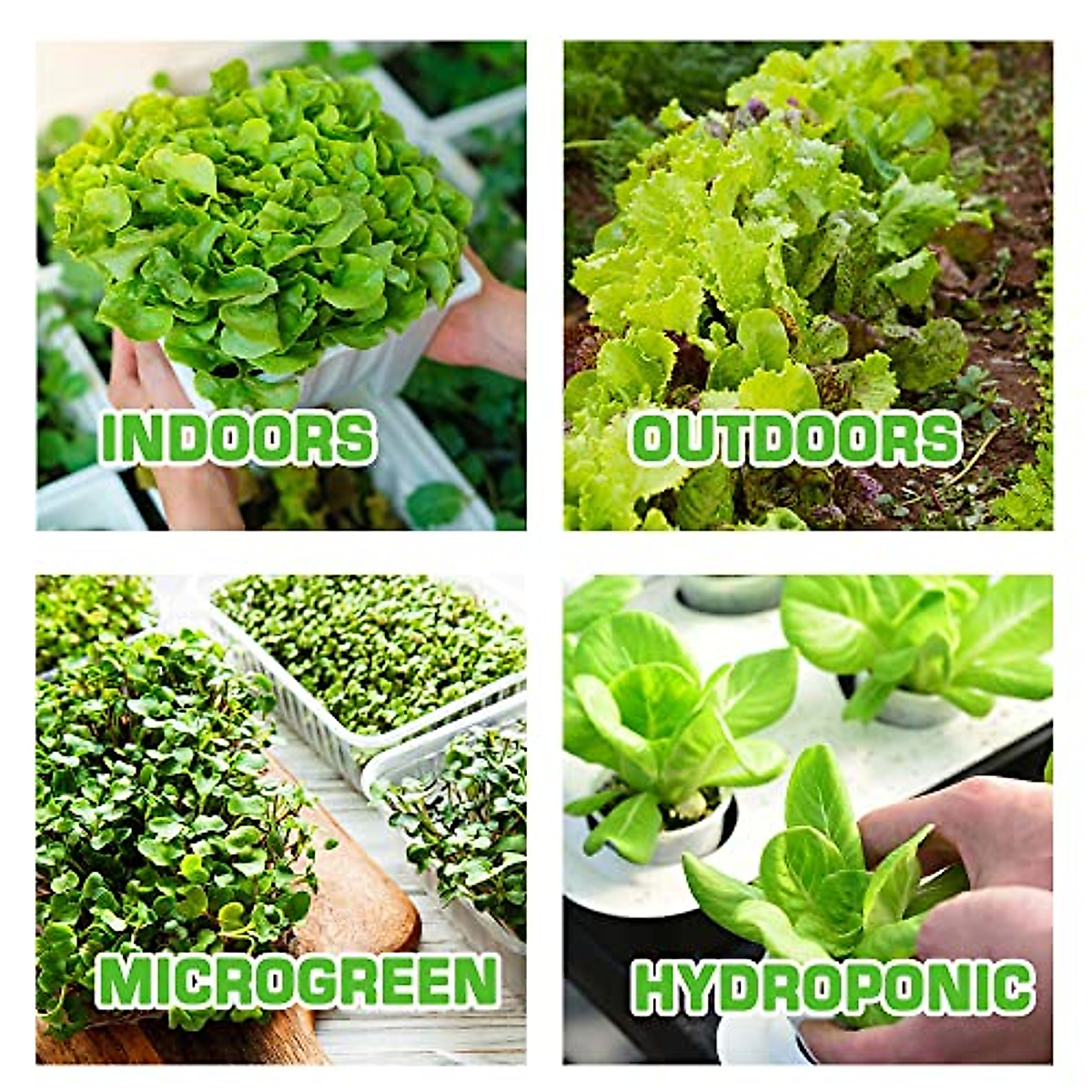 Lettuce & Salad Garden Seeds for Planting - 6400+ Non GMO USA Grown Vegetable Seeds for Home Growing - Heirloom Greens Seeds Good for Hydroponic, Indoor and Outdoor