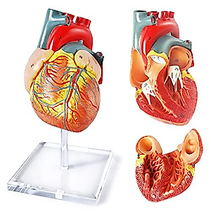 Human Heart Model For Anatomy, 2 - Part Heart Models Anatomy Life Size Medical Heart Model