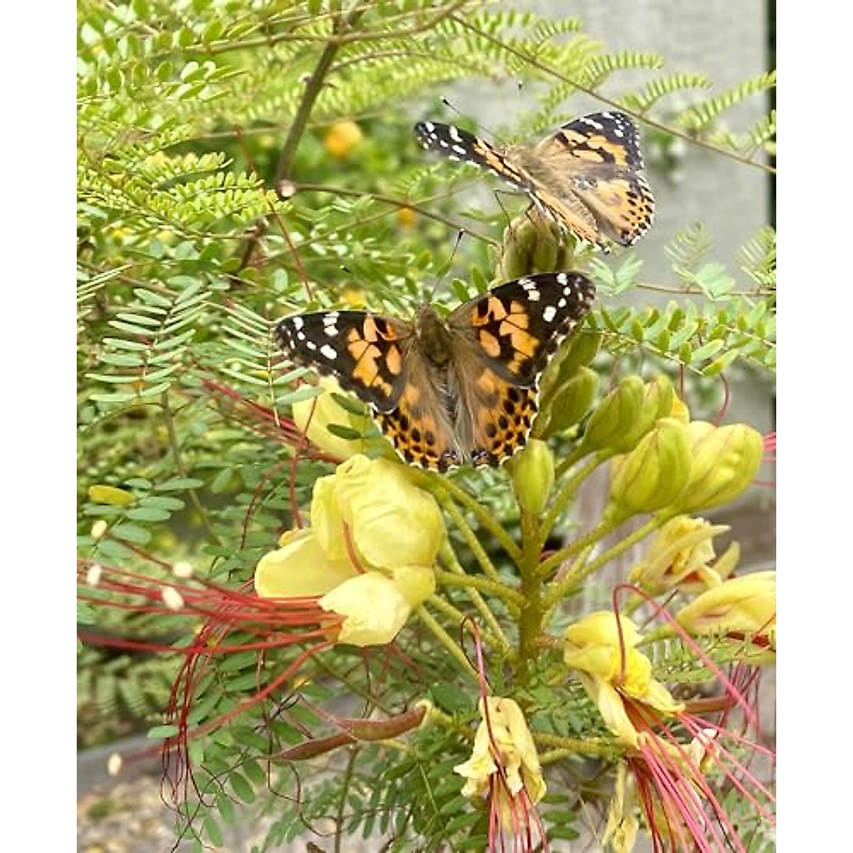 Insect Lore Giant Butterfly Garden with Voucher | 18 Inch Habitat | Life Cycle Figurines Included | Voucher to Redeem 5 Baby Caterpillars Later | Raise Painted Lady Butterflies