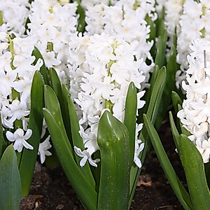 Carnegie White Hyacinth Bulbs - 8 Bulbs