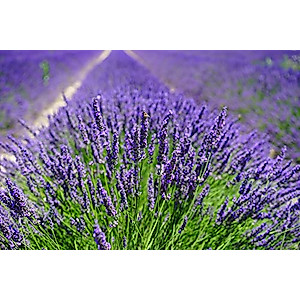 English Lavender Seeds (600+ Heirloom Seeds - Vera True Lavender) (English Lavender (1-Pack of 600 Seeds))
