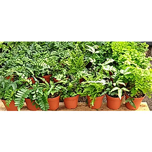 Ferns - Fairy Garden - 5 Different Plants- 4" Pots