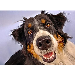 MY LUCKY PETS LLC Vision Bites for Dogs - Dog Eye Health - Advanced Formula - Benefits Vision - Immune Support - Dog Vitamin Soft chew - 1 Bottle (60 Treats)