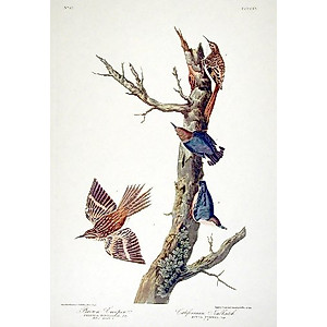 Brown Creeper, Californian Nuthatch. From"The Birds of America" (Amsterdam Edition)