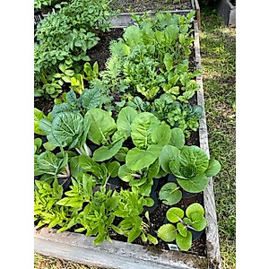 Gardening Naturally Cabbage Collars Pack of 20, Black