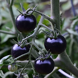 Black Cherry Tomato Seeds, 30 Seeds Sweet Tasty Tomato Plant for Garden