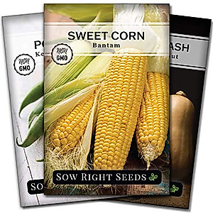 Sow Right Seeds - 3 Sisters Seed Collection for Planting - Packets of Bantam Sweet Corn, Kentucky Wonder Pole Bean, and Waltham Butternut Squash. Non-GMO Heirloom Seeds to Plant Home Vegetable Garden