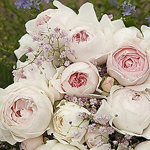 Heirloom Roses Earth Angel Rose Plant - Parfuma® Earth Angel Pink Floribunda Rose Bush, Cupped Peony Shaped Blooms