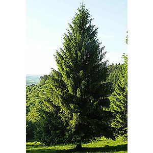 30 Seeds Norway Spruce Tree Seeds, Picea Abies, Non-GMO (Evergreen, Fast) Grown in Illinois USA