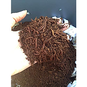 1000 Red Wigglers Composting Worms. Live WWJD worms