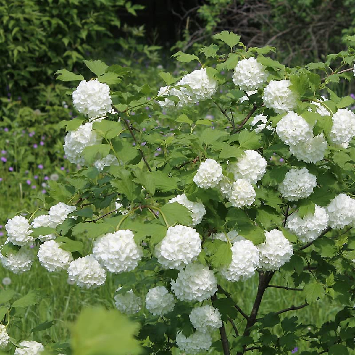 Old Fashion Snowball Viburnum Plant Live, Japanese Viburnum Shrub Bush from 6 to 12 Inc Height 4 Inc Pot