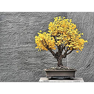 Bonsai Ginko Biloba Tree Seeds to Plant - 5 Seeds - Edible Leaves Promote Memory and Vigor - Gingko Seeds