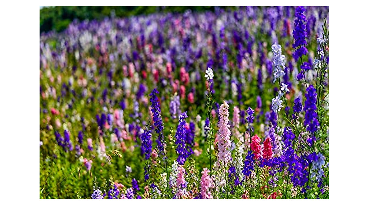 Larkspur Rocket Mix Flower Seeds - Vibrant Multi-Color Blooms & Gifts