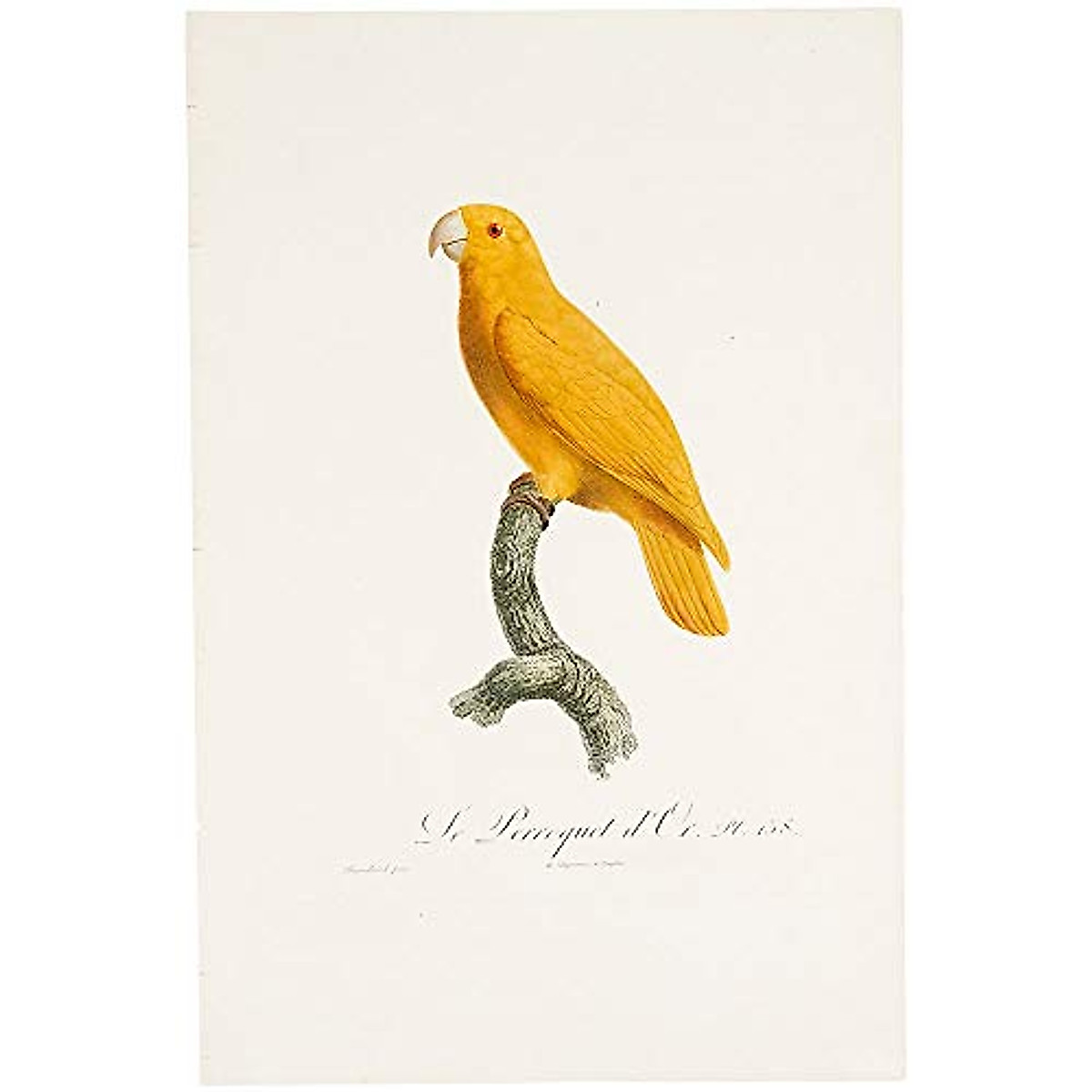 [Golden parakeet or conure] Le Perroquet d'Or
