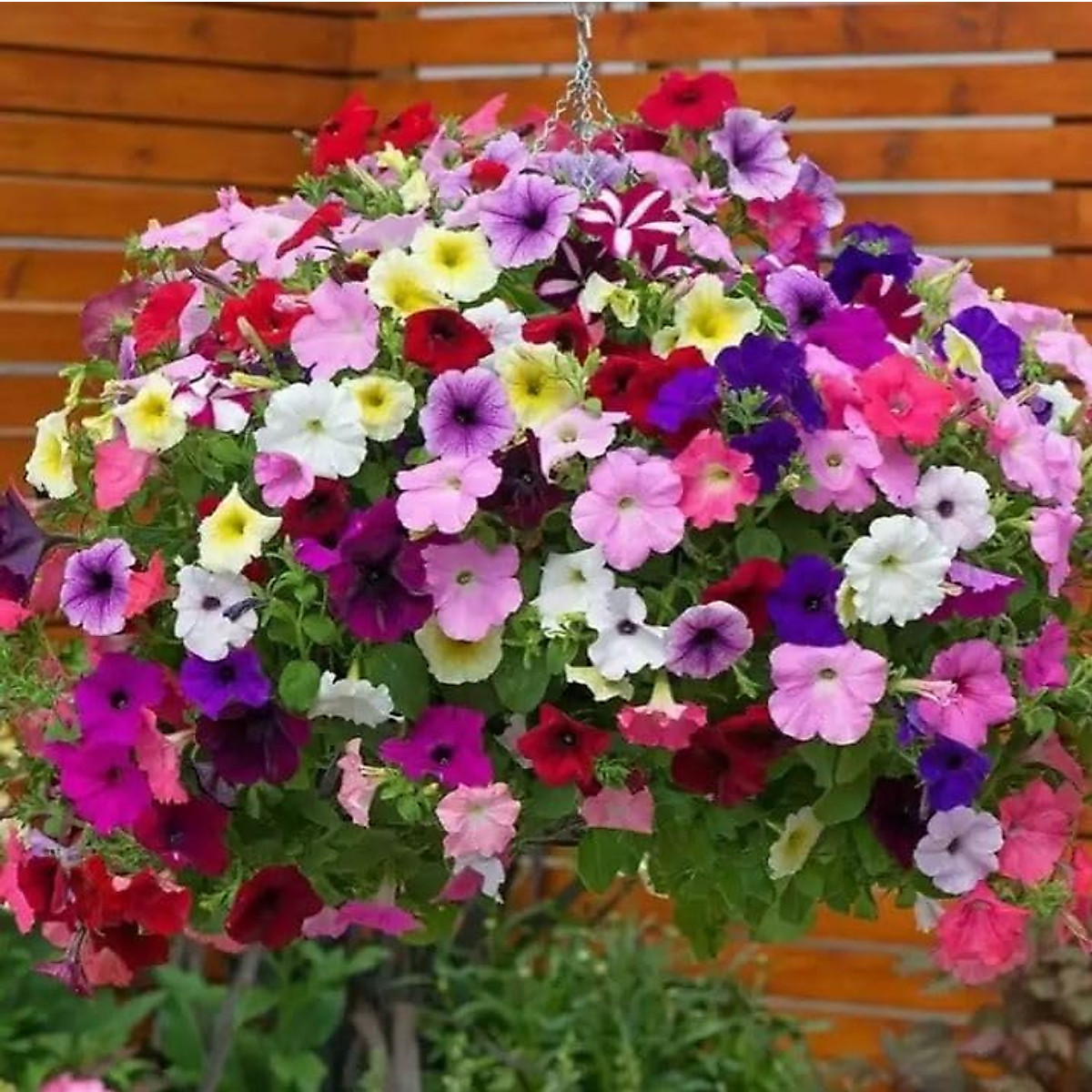 5000+ Petunia Seeds - Mixed Rainbow Color, Bonsai, Grandiflora Flowers, 1500 mg Heirloom Seeds, Flower Seeds, Pollinator Garden, Open Pollinated, Non-GMO, Indoor and Outdoor