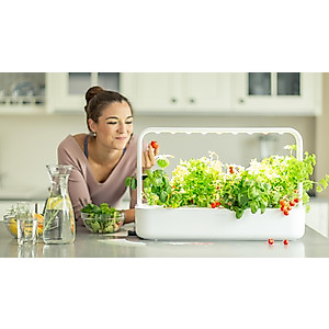 Click and Grow Smart Garden Mini Tomato Plant Pods, 3-Pack