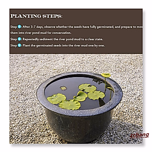 zcbang Live Aquatic Hardy Water Lily Flower Plant Mixed Colors Bonsai Lotus Seeds 10+Seeds