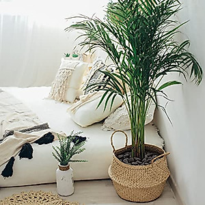 GASPRO 8lb Black River Rocks for Plants, Vases, 1 to 2 Inch Decorative Pebbles for Pots Indoor, High Polished