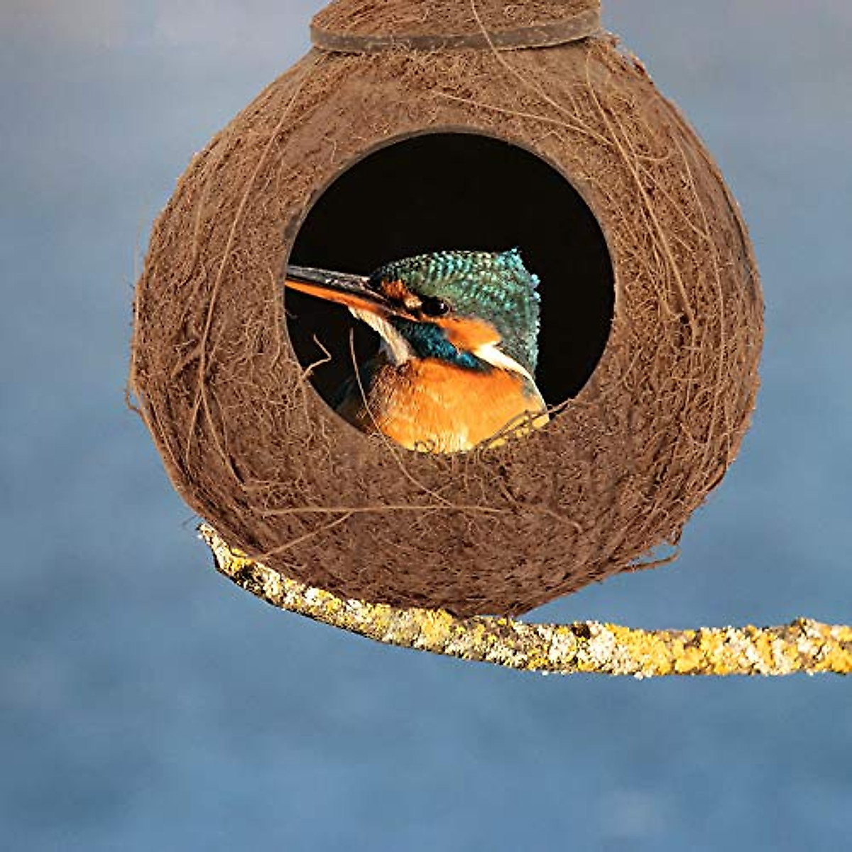 balacoo 3 pcs Coconut Shell Bird Nest Reptile Hanging Hideout Bird House Bird bite Shell House Coco Finch hut Gecko Coco hut Birds Nest Parrot Toy Bird cage Stainless Steel The Bird's nest
