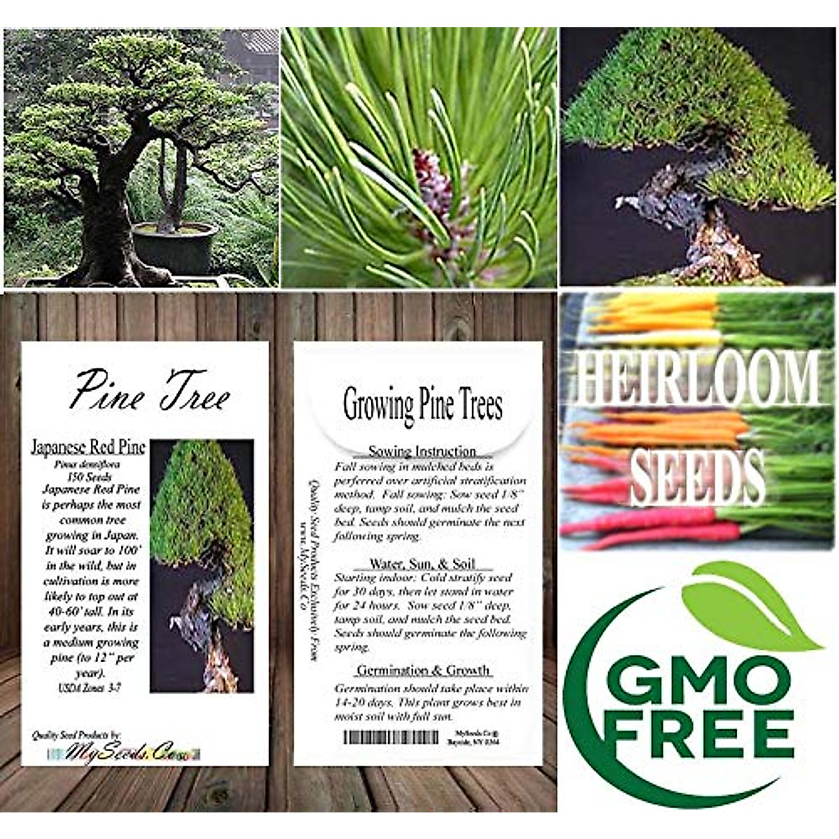 Big Pack Bonsai Tree Seeds - Japanese RED Pine Tree (150 Seeds) - Pinus densiflora Pine Tree Seeds - Non-GMO Seeds by MySeeds.Co (Big Pack - Japanese Red Pine)