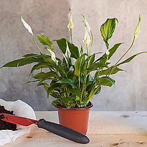 JERIA 100-Pack 4 Inch Plastic Plant Nursery Pots Come with 100 Pcs Plant Labels, Seedling Flower Plant Container and Seed Starting Pots