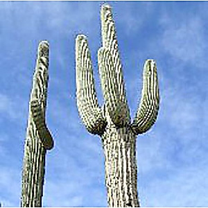 Cactus (Giant Saguaro) Seeds (20+ Seeds) | Non GMO | Vegetable Fruit Herb Flower Seeds for Planting | Home Garden Greenhouse Pack