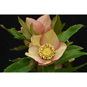 Perennial Farm Marketplace (Helleborus W.J. 'Apricot Blush') Perennial, 1 Quart, Peachy Yellow Flowers with Rose-Pink Veins