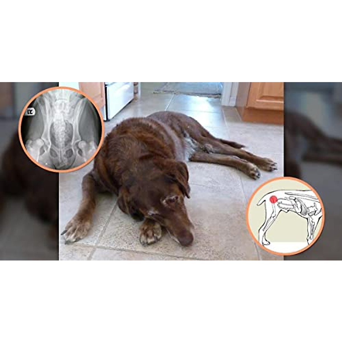 Extend - Joint Care for Dogs - 1 Month Supply - Glucosamine for Dogs with MSM & Ascorbic Acid - Pure Grade Ingredients.