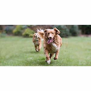 Dog Cognitive Supplements - Omega 3 - Dog Chewy SOFTGELS - Skin Health - Joint Support - Heart Health - Omega 3 Fatty acids for Small Dogs - 540 Softgels (3 Bottle)